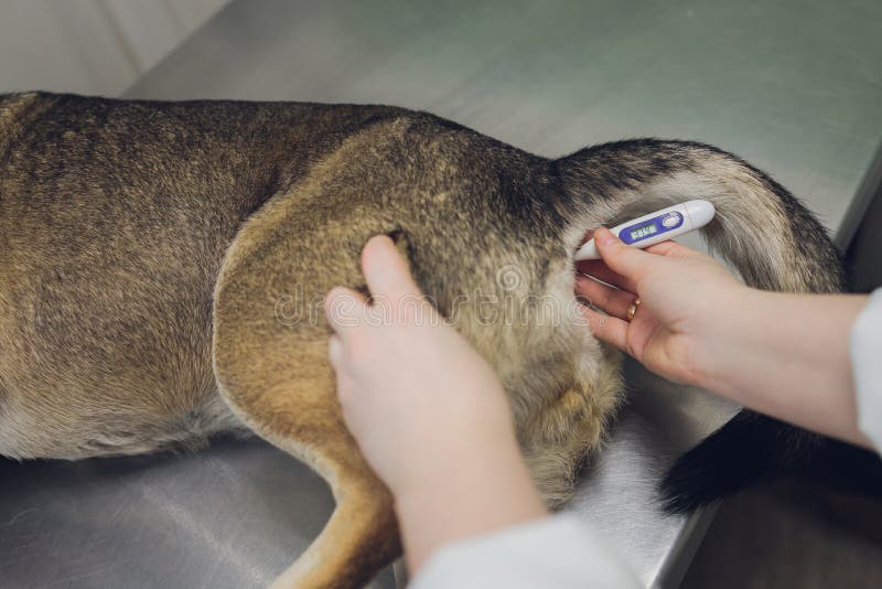 The Dog Owner Check-up the Dog Temperature. Stock Image - Image of ...
