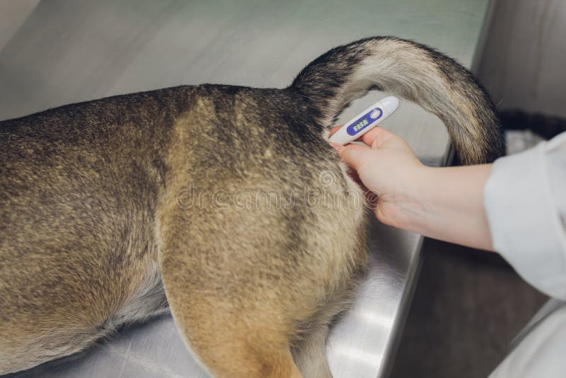 How Do I Check A Dogs Temperature