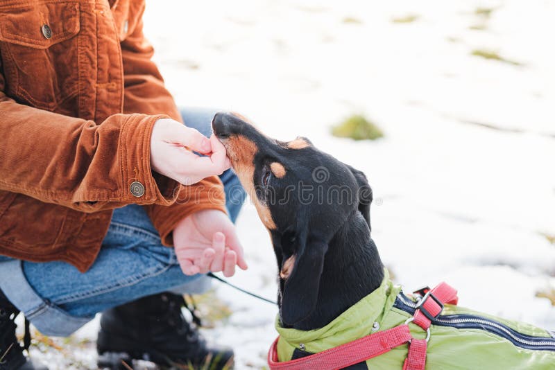 Dog Owner Interacting with Her Pet Dog at a Walk Stock Photo - Image of ...