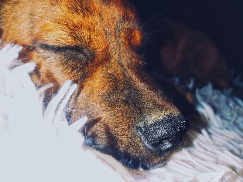 Dog stock photo. Image of smalldog, dogowner, tired - 156960042