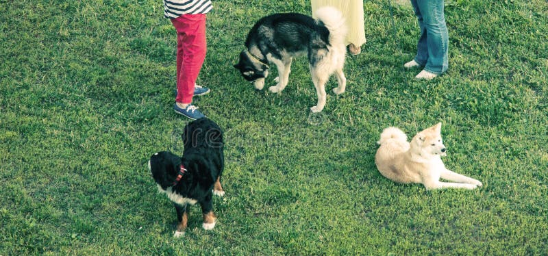 Dog owners stock photo. Image of meadow, outdoors, mammals - 72457698