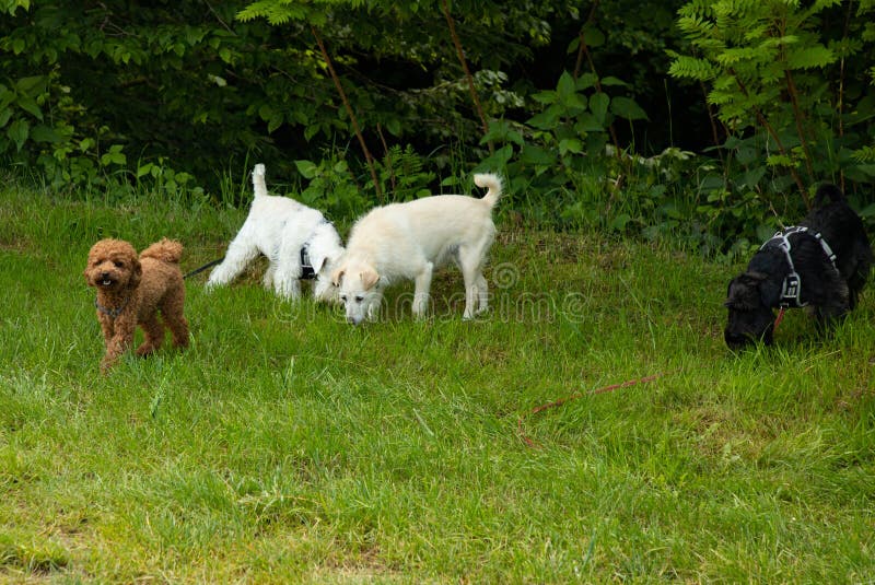 A Dog Pack Sniffing Around on the Grass Stock Photo - Image of pack ...