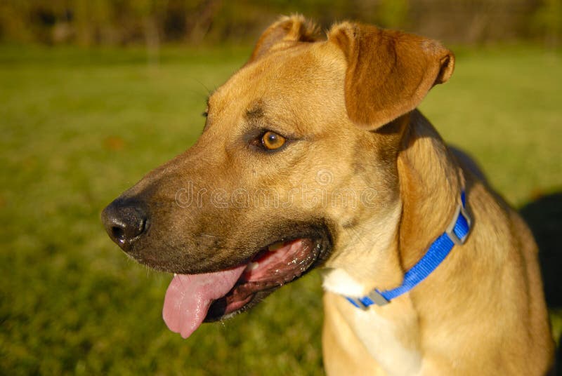 Dog panting stock image. Image of company, lovable, cute - 12408429