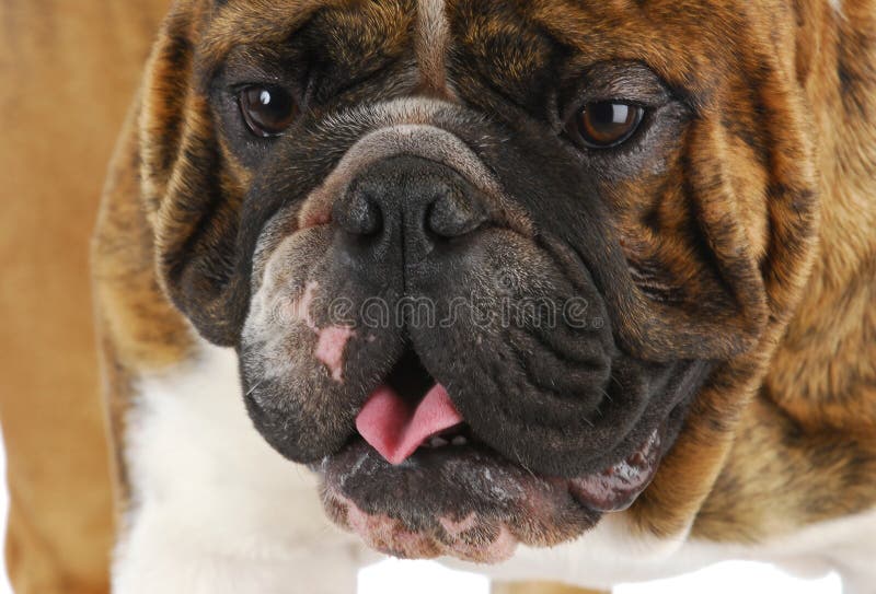 Dog panting stock image. Image of domestic, shot, animal - 22036053