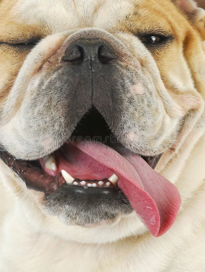 Dog panting stock image. Image of domestic, shot, animal - 22036053