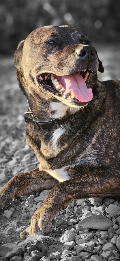 Dog Panting Heavily stock photo. Image of rocks, pant - 257349454