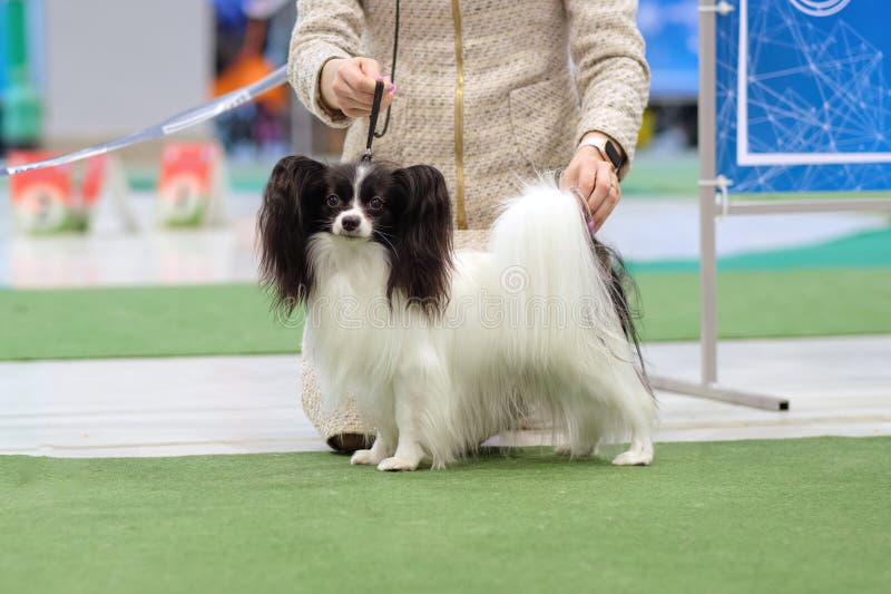 The Dog Papillon Lies in the Rack at the Dog Show Editorial Photography ...