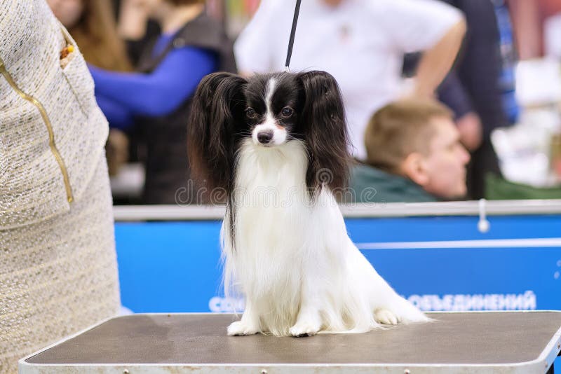 The Dog Papillon Sits on the Grooming Table and Shows Off His Form ...