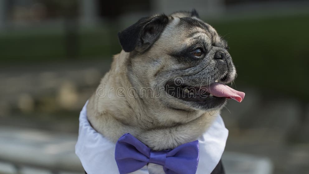 Dog with papion stock image. Image of front, friendly - 93165633