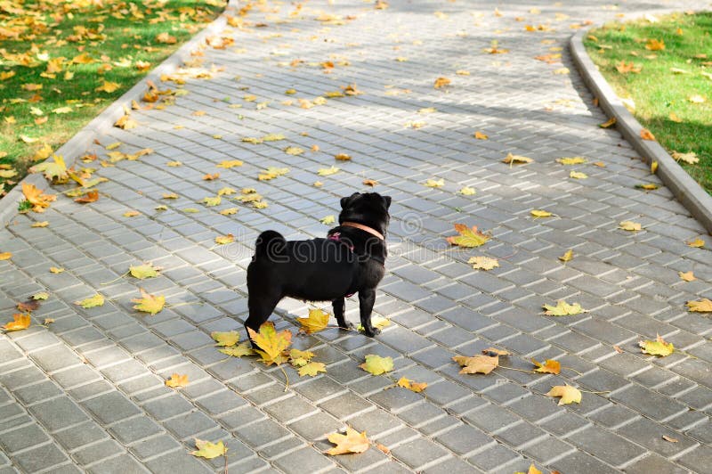 Dog in the Park in Autumn, Back View.Walking the Dogs Stock Photo ...