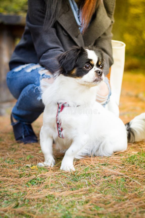 Dog in park stock image. Image of season, sunny, pekingese - 62691785