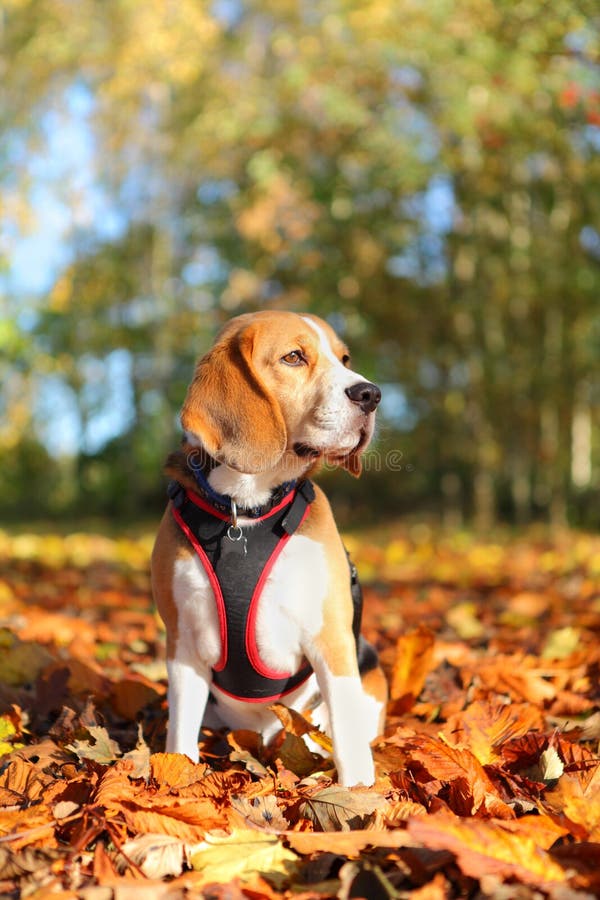 Fall beagle dog stock image. Image of warm, bokeh, face - 35091247
