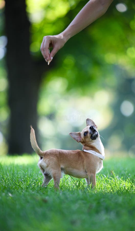 Dog in the park stock photo. Image of nature, young, breed - 71091348