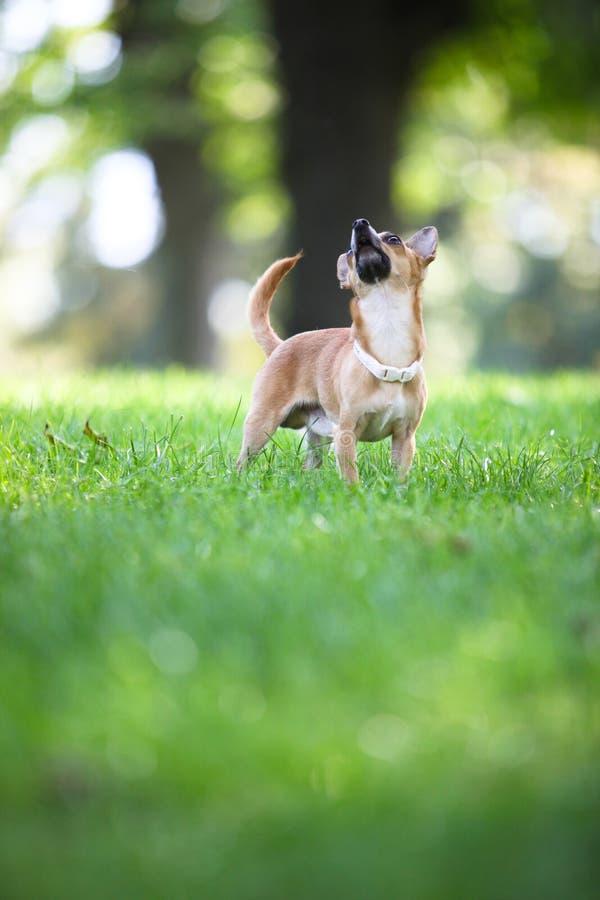 Dog in the park stock image. Image of funny, summer, outdoors - 71092257