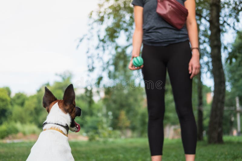 Dog in the Park Playing with the Owner. Stock Image - Image of exercise ...