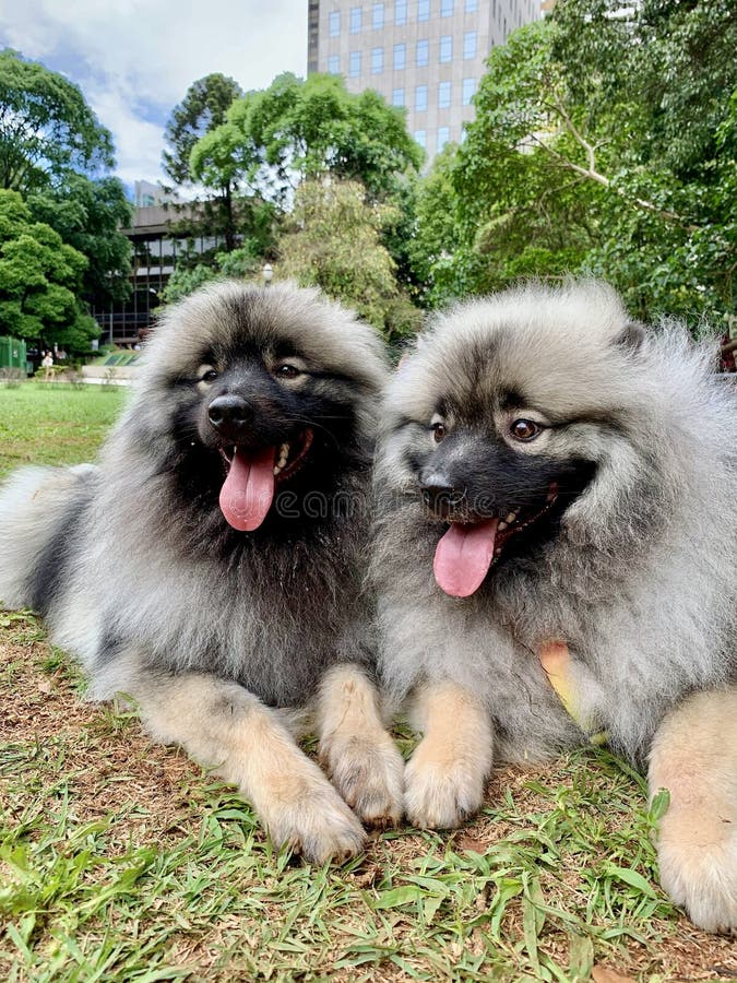 Dog at the Park stock photo. Image of keeshond, mammal - 368928422