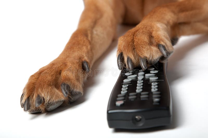 Dog Pas with Remote Control Stock Image - Image of breed, emotion: 8123147