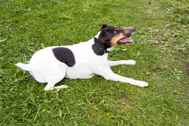 The Dog of the Paster the Fox Terrier Lies on the Freshly Cut Grass. he ...