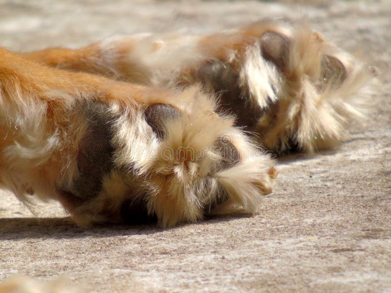 Dog Pat stock photo. Image of furry, rest, animal, details - 77414148