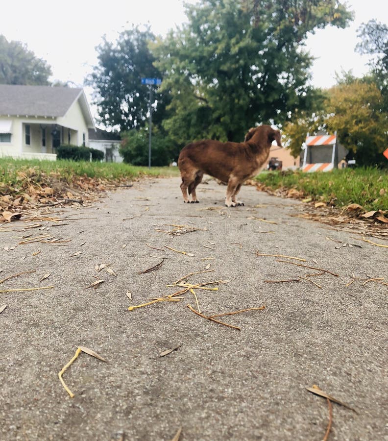 Dog stock image. Image of path, knowing - 130823679