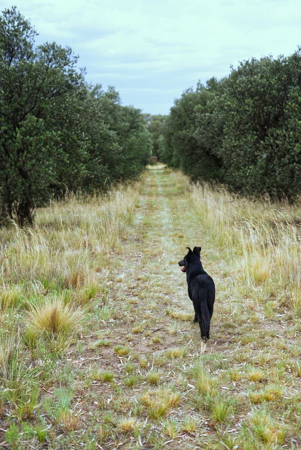 Dog on Path Surrounded by Olive Trees Stock Image - Image of olive ...