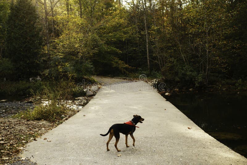 Dog on a Path Surrounded by Trees and Autumn Leaves Stock Image - Image ...