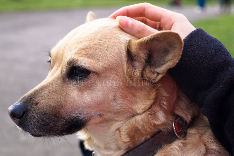 Dog Pats the Hand of the Owner Stock Image - Image of nature, grey ...