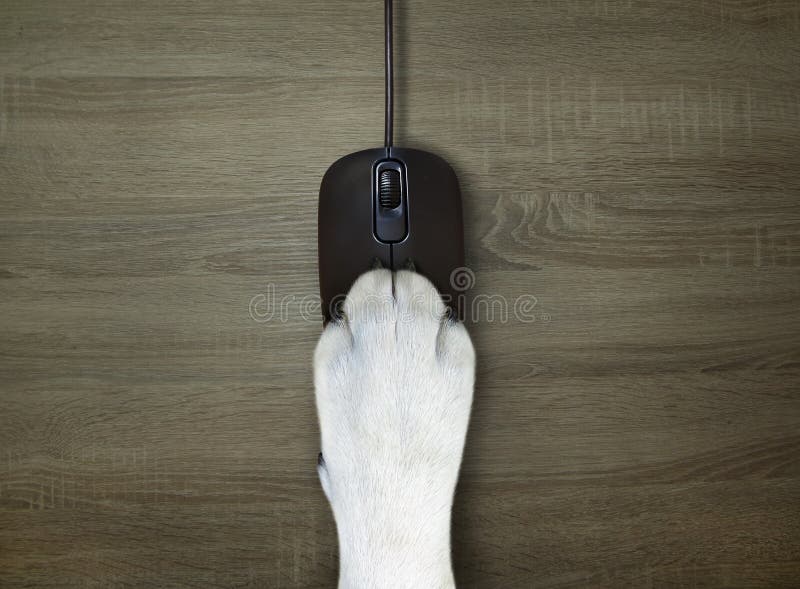 Cat with computer mouse 1 stock image. Image of predator - 123764261