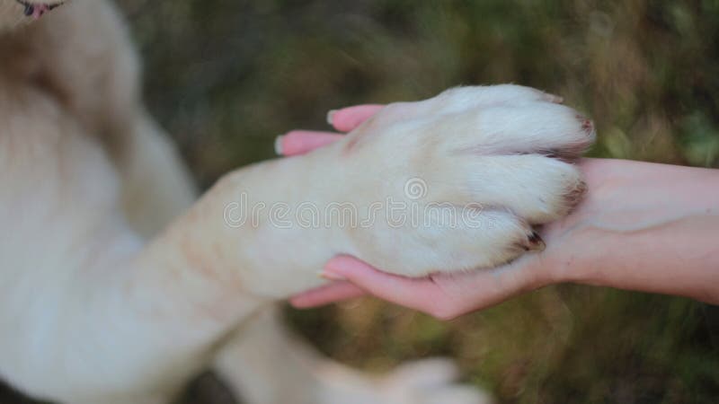 Dog paw in the hand stock photo. Image of large, palm - 94905874