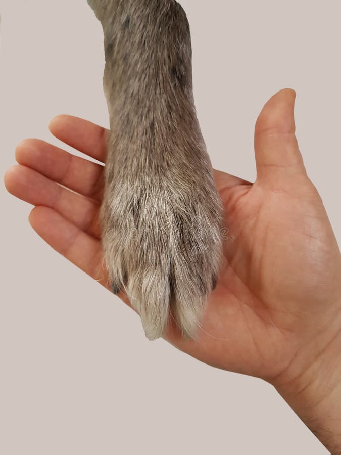 Dog Paw on Hand Like Give Me Five Stock Photo - Image of help, friend ...