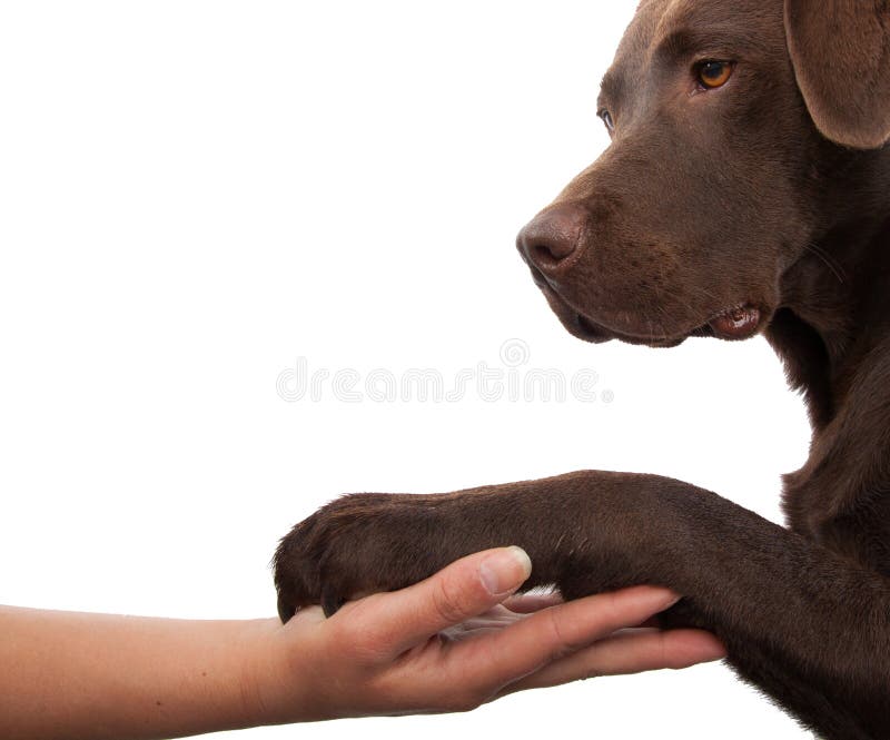 Dog paw in human hand stock photo. Image of human, nail - 29432344