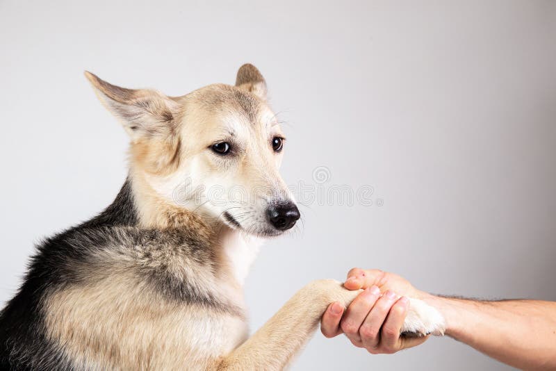 Dog Paw and Human Hand Doing a Handshake Stock Photo - Image of breeds ...