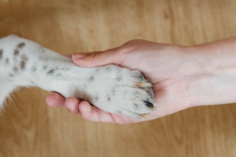 Dog Paw and Human Hand Together. Give Paw Command Stock Photo - Image ...