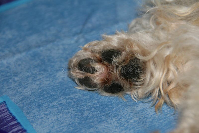 Dog paw stock image. Image of footprint, paws, background - 78496851