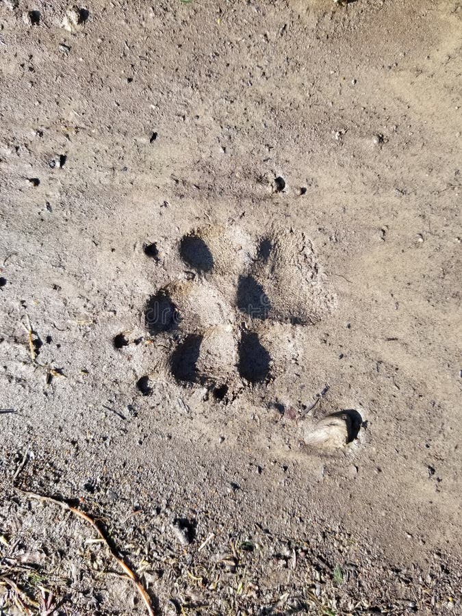 Paw imprint stock image. Image of puppy, imprint - 123408705