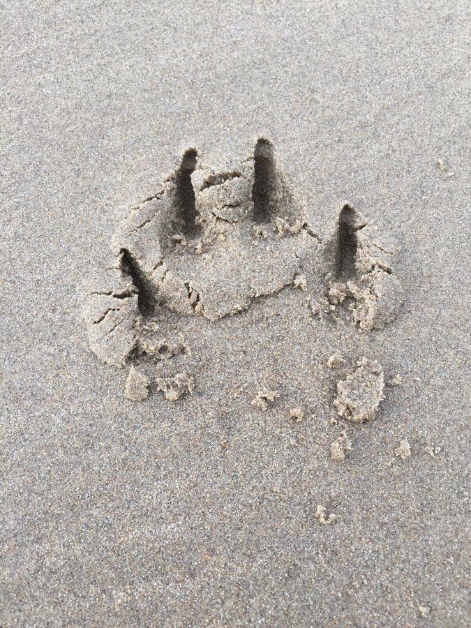 Dog Paw Print on the Sand. Vancouver BC Stock Photo - Image of details ...