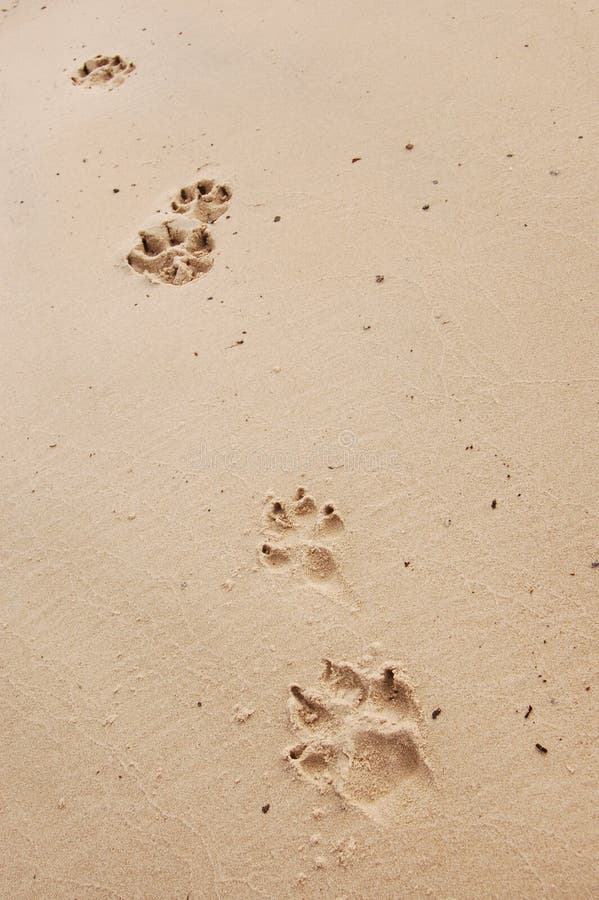 Dog Paw Prints stock photo. Image of path, trace, walk - 1715446