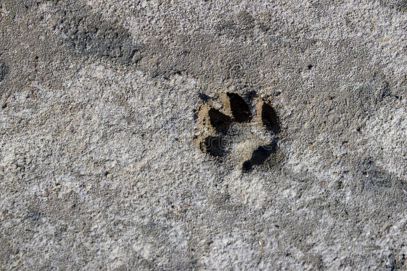 Dog Paw Prints and Human Footprints. Stock Image - Image of sign ...