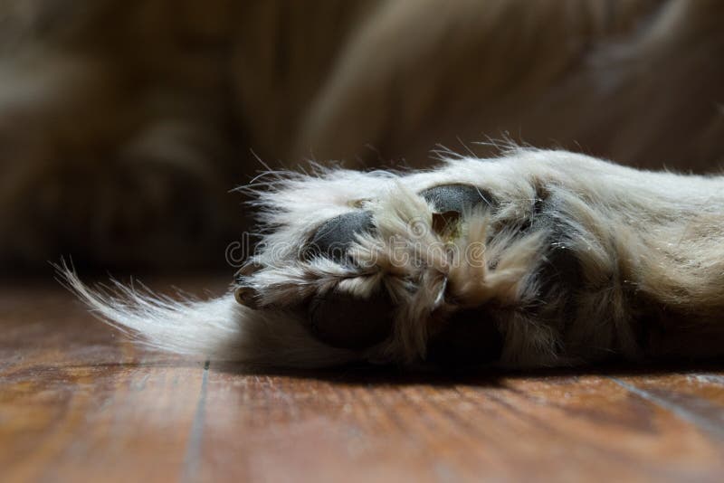 Resting Paw stock photo. Image of resting, floor, calmly - 116803902
