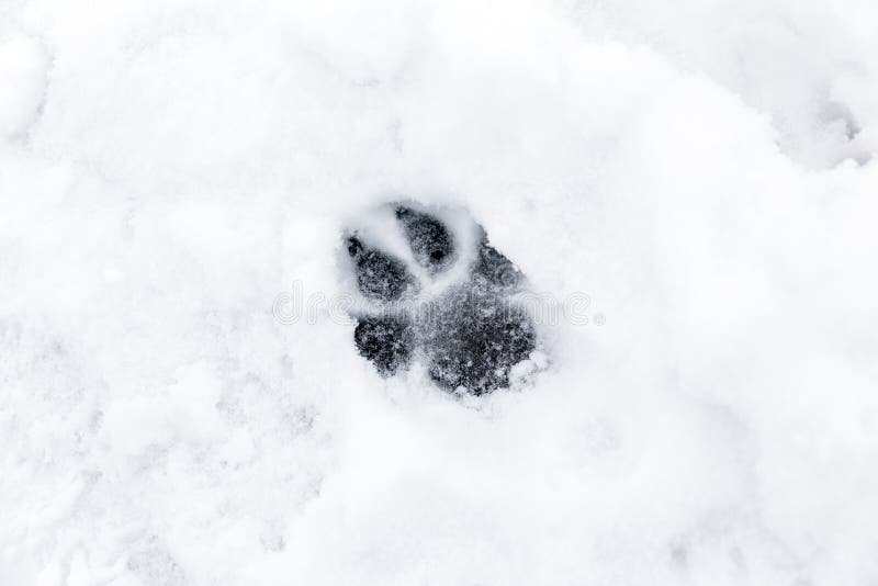 Dog paw in the Snow stock photo. Image of animal, print - 61293194