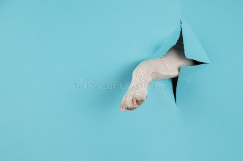 Dog Paw Sticks Out of a Hole in a Paper Blue Background. Copy Space ... Dog Paw Sticks Out of a Hole in a Paper Blue Background. Copy Space ...
