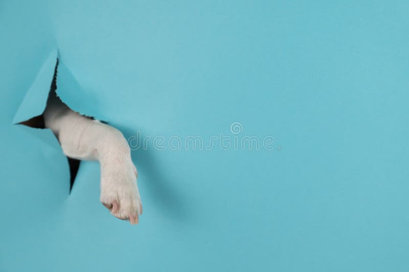 Dog Paw Sticks Out of a Hole in a Paper Blue Background. Copy Space ... Dog Paw Sticks Out of a Hole in a Paper Blue Background. Copy Space ...
