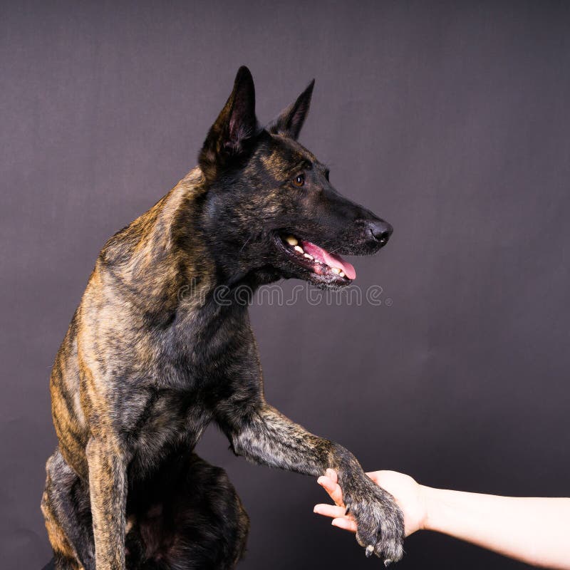 Dog Paw Takes the Man. People Support Pets, Studio Shot Stock Photo ...