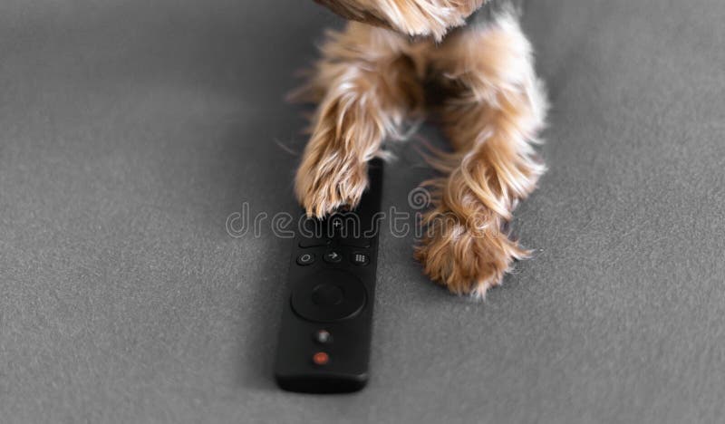 Dog Paw on TV Remote Control Stock Image - Image of funny, video: 191168061
