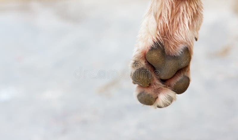 Dog paw stock image. Image of hanging, breed, animal - 64862661