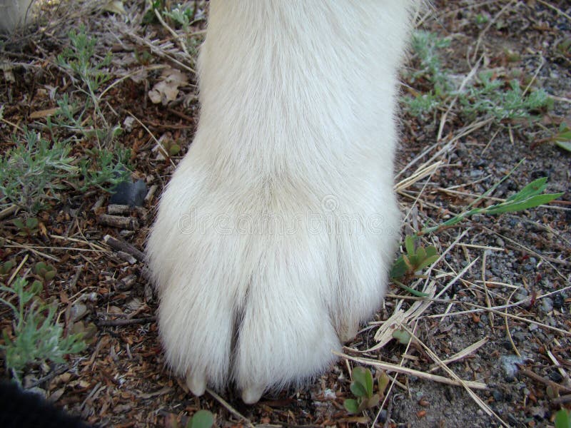 Dog paw white stock photo. Image of nature, wool, footprint - 68881582