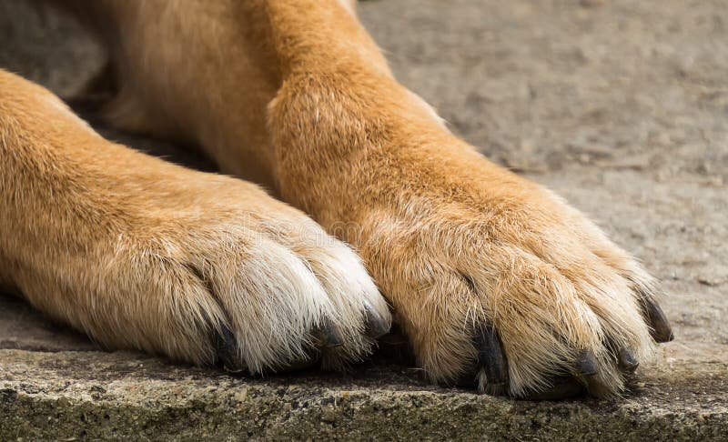 Dog paws close up stock image. Image of claw, hair, nail - 84568975