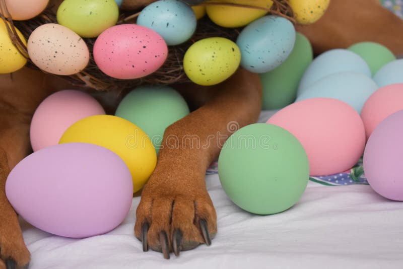 Dog Paws and Easter Eggs stock image. Image of festive - 111714437