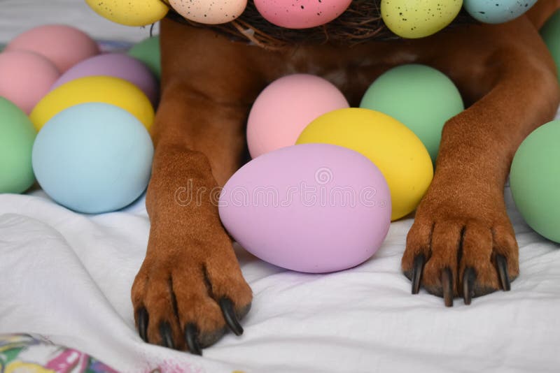 Dog Paws and Easter Eggs stock image. Image of brown - 111716129
