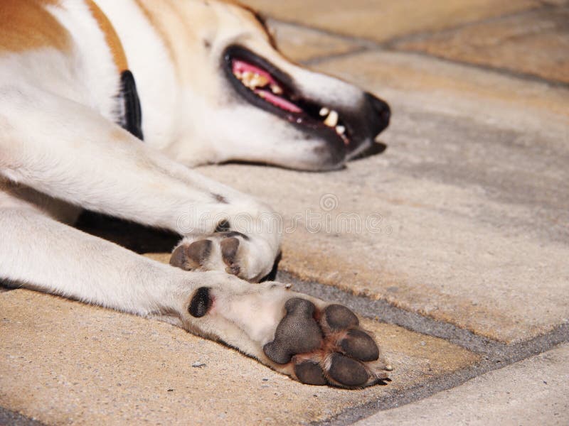 Dog Paws (60), Focus is on the Paw on Foreground, Head is Not in F ...